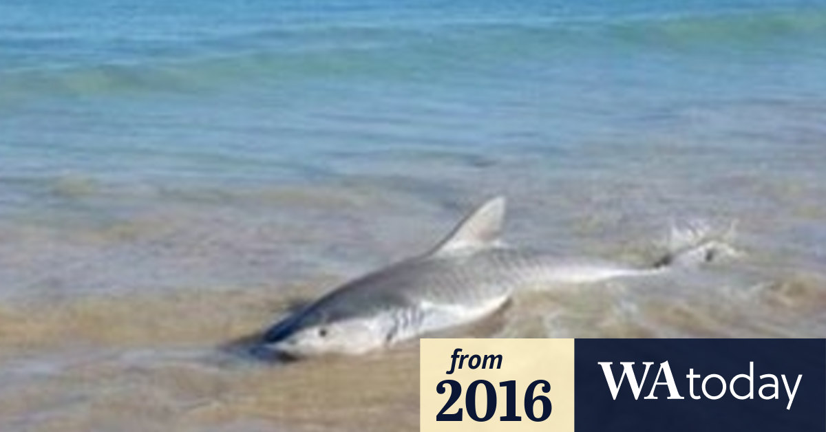 Dead tiger shark washes up at Golden Bay, south of Perth