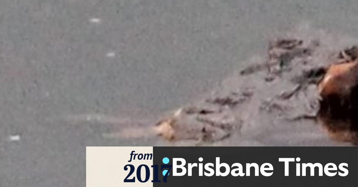 Queensland MP releases graphic photo of crocodile eating family's pet dog