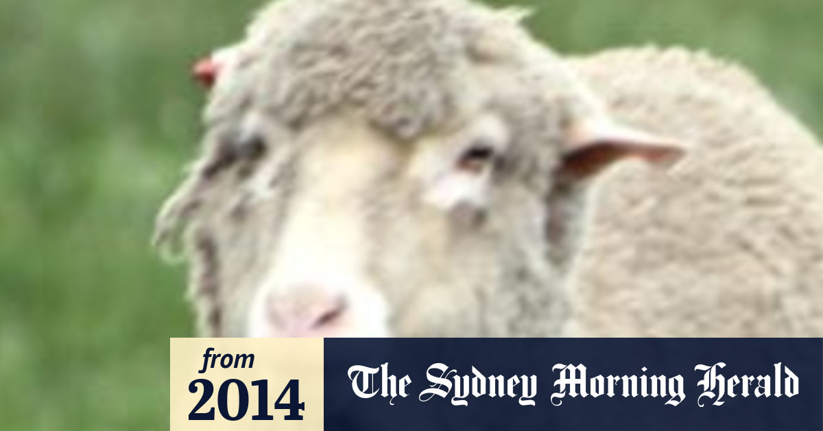 Sheep 'abuse' prompts RSPCA inquiry
