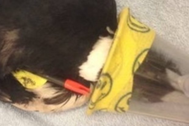 Magpie, kangaroos shot with arrows