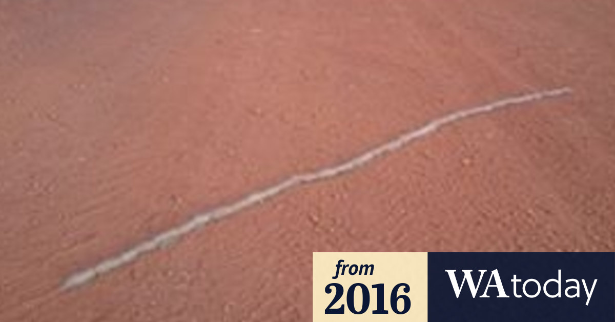 Caterpillar 'conga lines' caught on video in Pilbara town