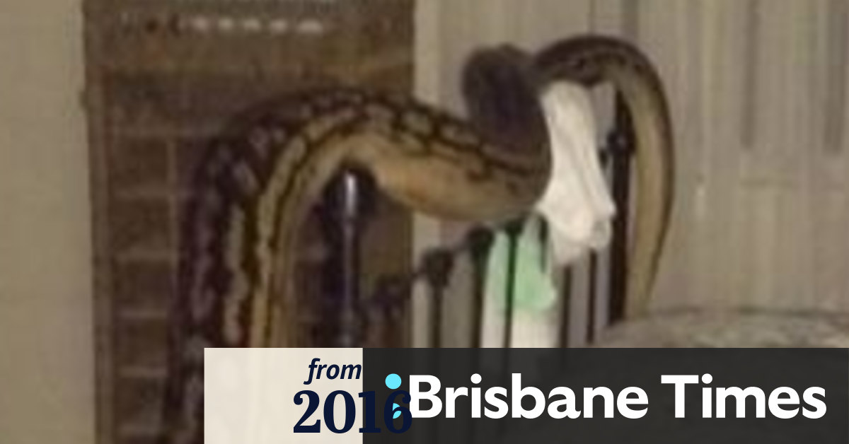 Giant python found in Mission Beach home