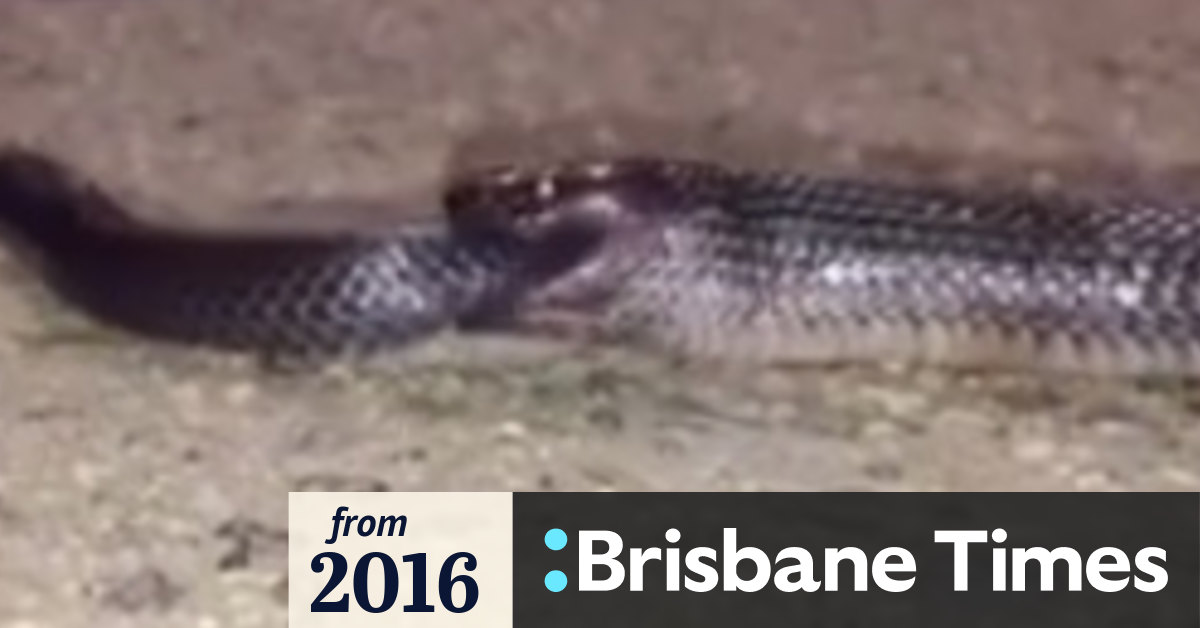 Snake eaten alive by snake near Toowoomba