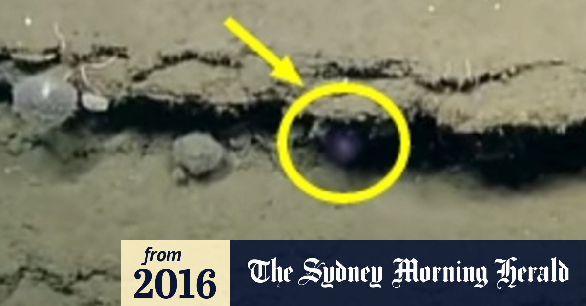 Strange purple blob on Pacific seafloor startles scientists