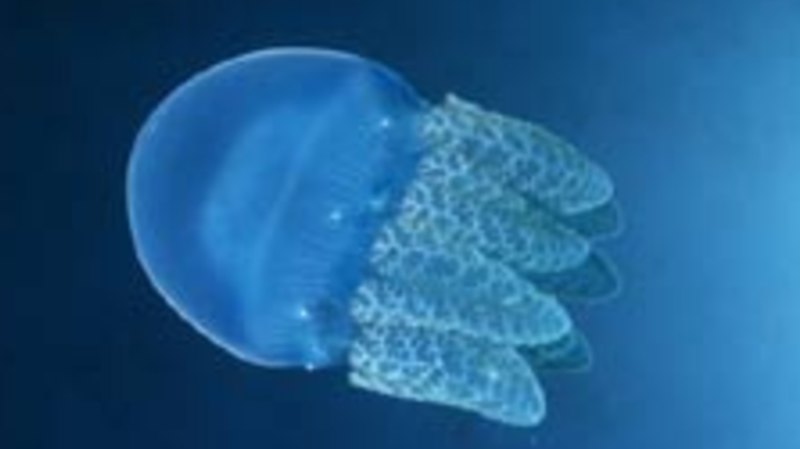 Early jellyfish bloom in Moreton Bay