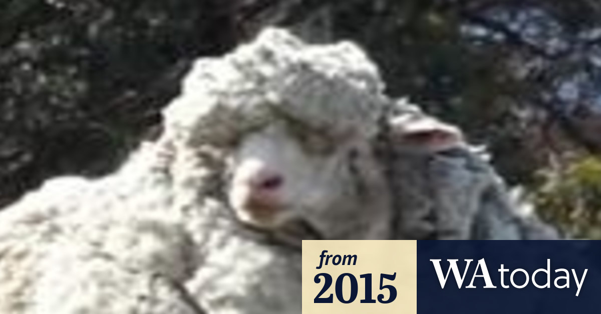 Chris The Sheep Officially Breaks World Record For Heaviest Fleece