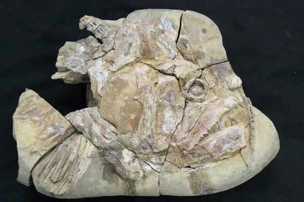 Primitive fish fossils found in Qld