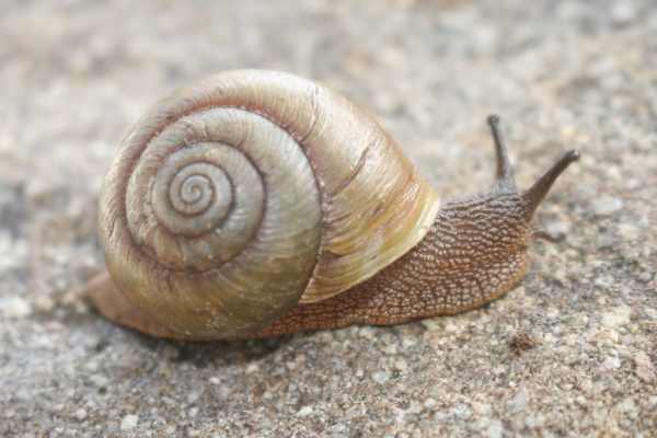 Meet Simon, Queensland's newest species of snail