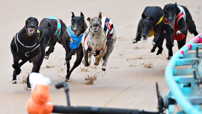Queensland minister confirms future of greyhound racing