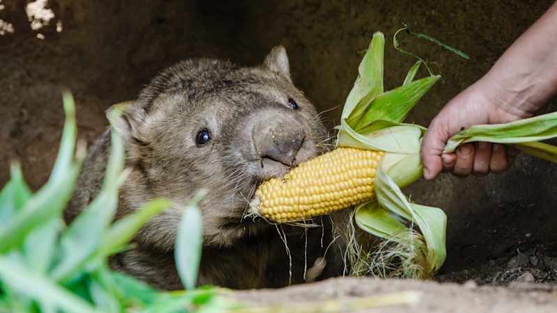 Winnie, Australia’s oldest wombat, marks 31st birthday – World is Crazy