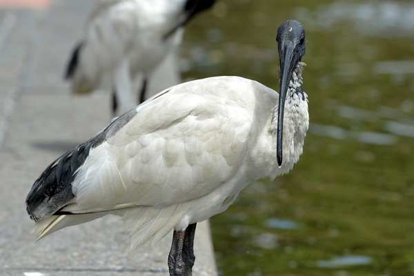 Four reasons to love the ibis