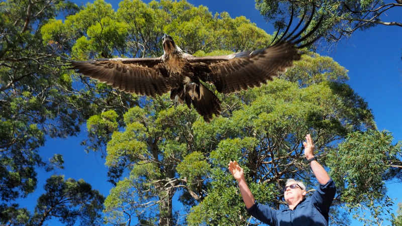 Raptor refuge founder advocates stubborn dedication