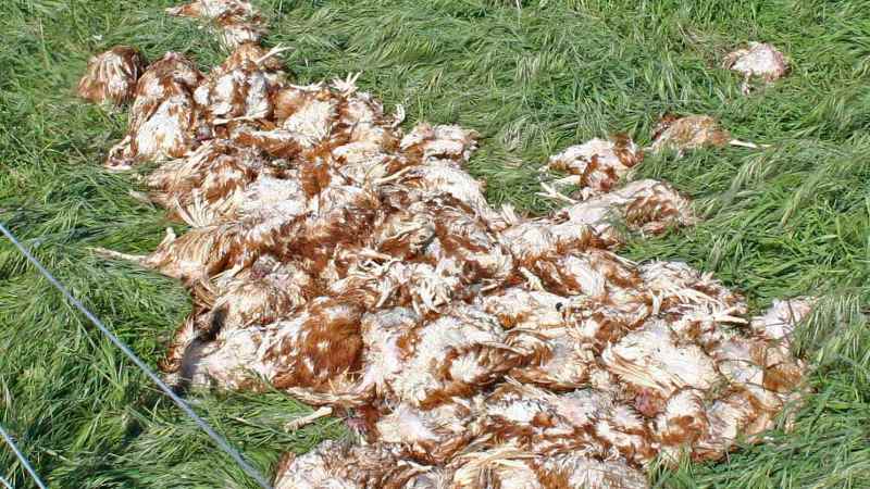 Dead chickens, dumped eggs in 'free-range' Swan Valley Farm horror