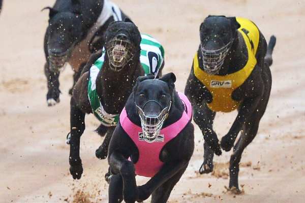 Greyhound live baiting: Racing Queensland integrity boss Wade Birch ...