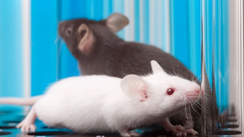 Mouse farm fears: Neighbours object to suburban rodent-breeding proposal