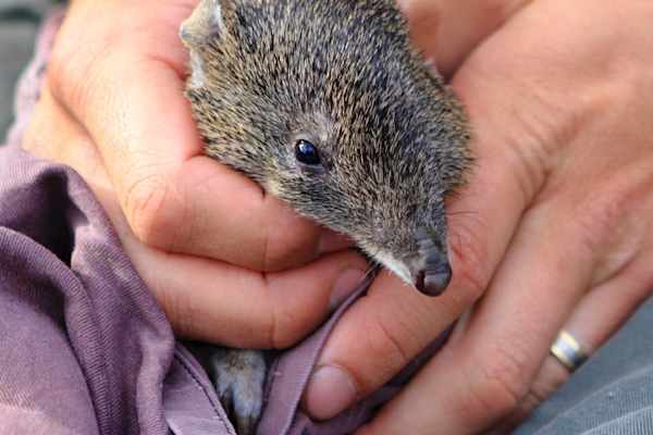 Population of world's rarest marsupial more than triples in WA