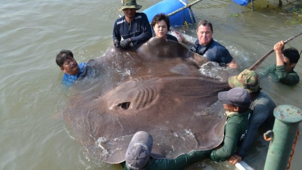 Giant stingray could be largest freshwater fish ever caught