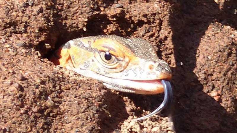 Photographer captures baby goannas digging their way out of termite ...