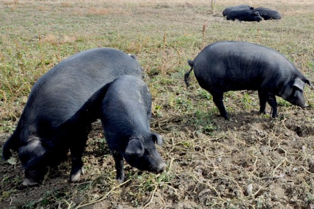 GPS tracking of feral pigs in WA bushland