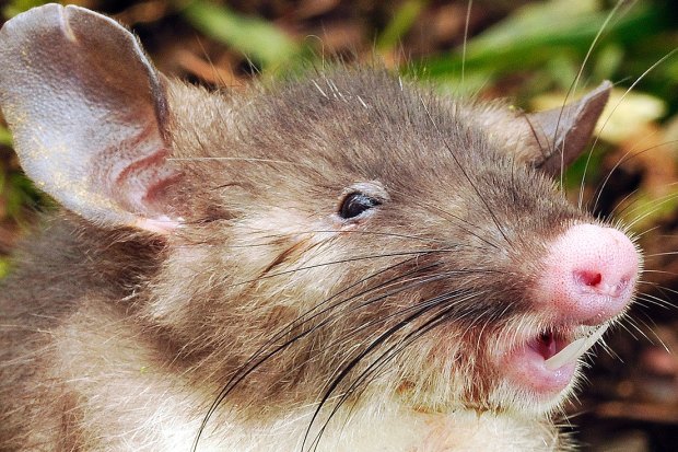 Meet the newly discovered hog-nosed rat