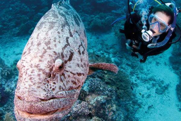 Great Barrier Reef potato cod at risk from own friendliness