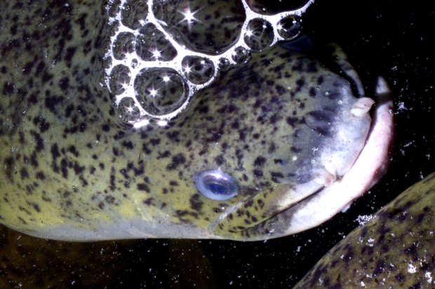 Taste of Summer: It's eel season for the Gunditjmara people in south ...