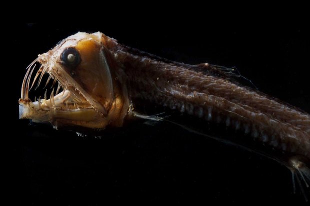 Deep sea search to uncover life in Australian abyss