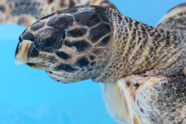 Reunion Island litter takes toll on turtles