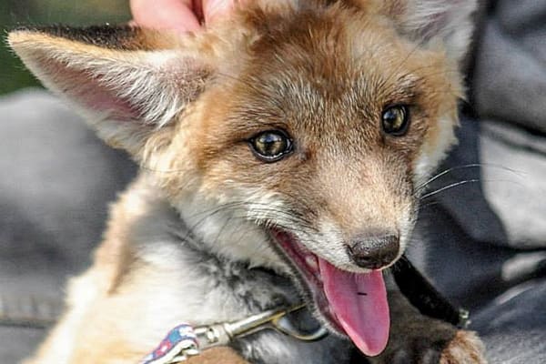 Foxes are fair game after NSW pest species declaration