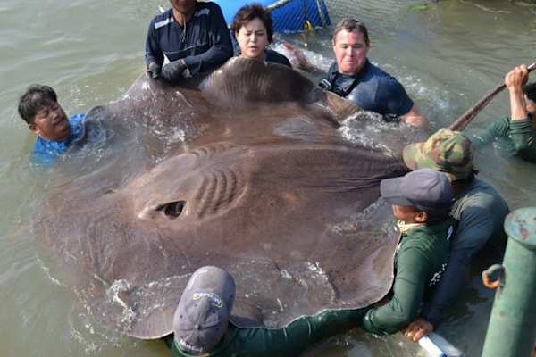 Giant stingray could be largest freshwater fish ever caught