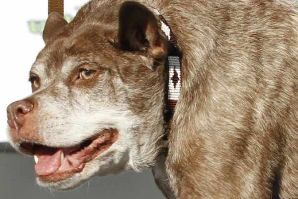 Deformed mutt named World's Ugliest Dog