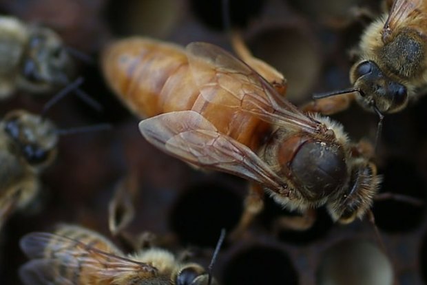 A White House plan to save struggling US bees