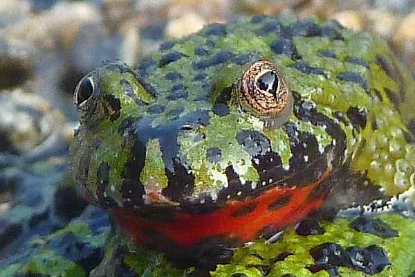 Progress in fighting frog disease that has wiped out 100-plus species