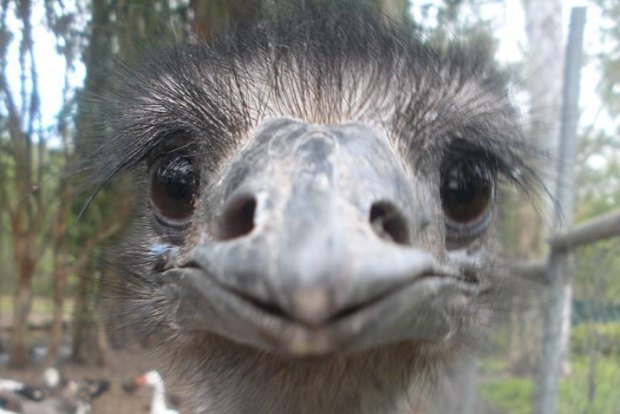 Man injured in emu attack