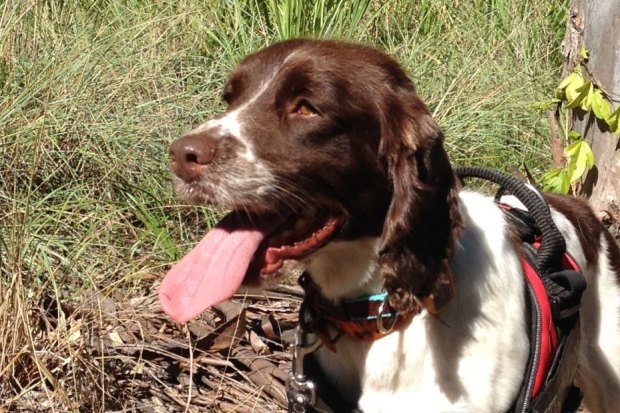 Meet Taz: a detection dog helping koala conservation, one poo at a time