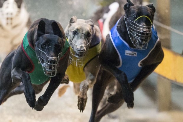 Greyhound Racing NSW identified live baiting as 'critical' five years ago