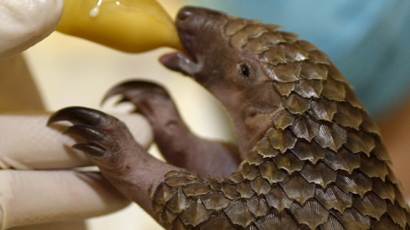 Meet the pangolin, the most poached mammal in the world