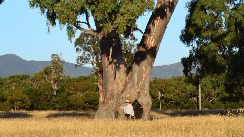 Last-minute bid to save significant tree in path of Western Highway