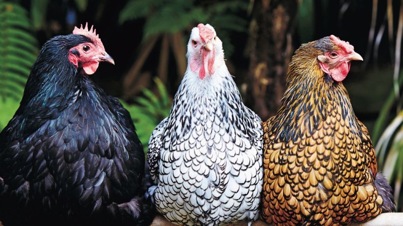 Backyard chooks: world's easiest pet or ethical minefield?