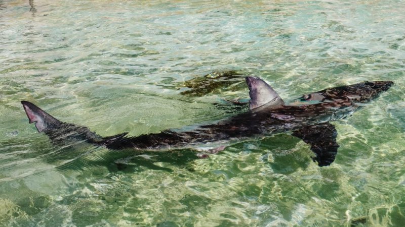 Why 'Fluffy' gives me hope we can call a truce on sharks