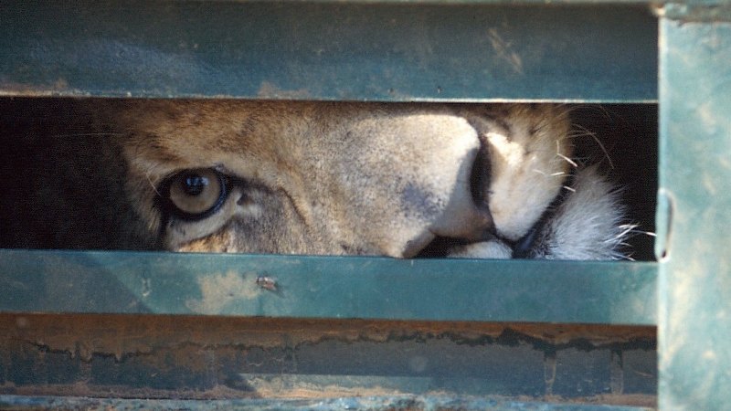 Cubs to the slaughter: Ian Michler's fight against the lion farms of ...