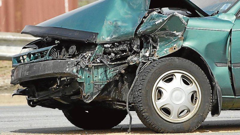 The animal that causes the most car crashes in Victoria