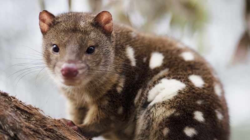 Hannie Rayson on her new play, Extinction: a plea for our endangered quoll