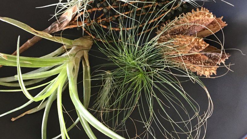 Air plant care: how to help tillandsias thrive in the home