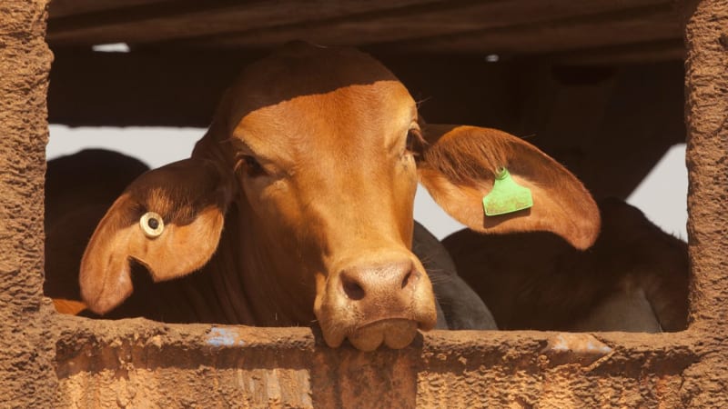 Buffalo stampede threatens Australian cattle trade