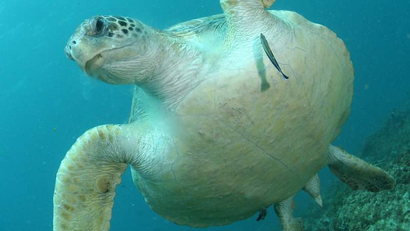Turtle herpes outbreak at Queensland holiday island