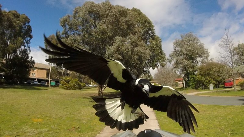 It's swooping season: Perth's magpie hot spots revealed