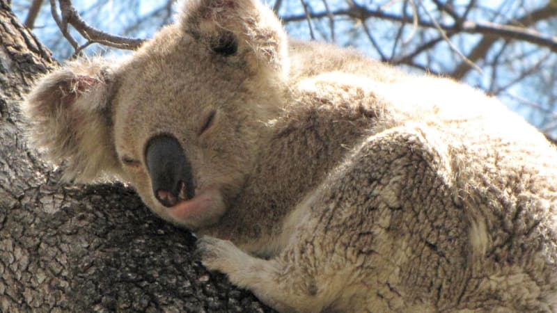 Koala 'ark' or gene pool launched as urban populations collapse