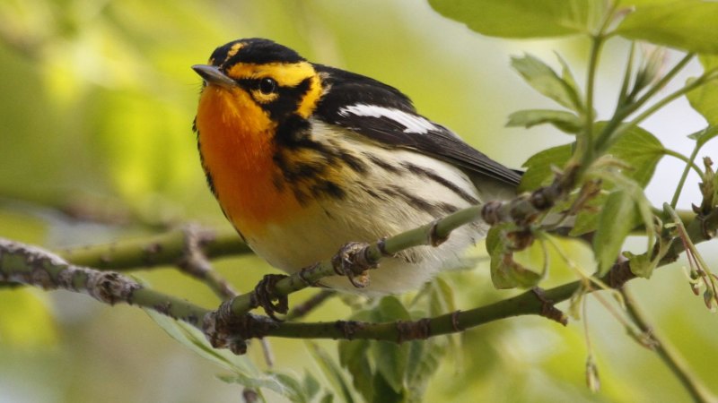 Google doodle June 9 2016: who is birdwatcher Phoebe Snetsinger?