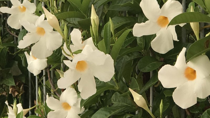 Gardening: Climbing on board with Mandevilla